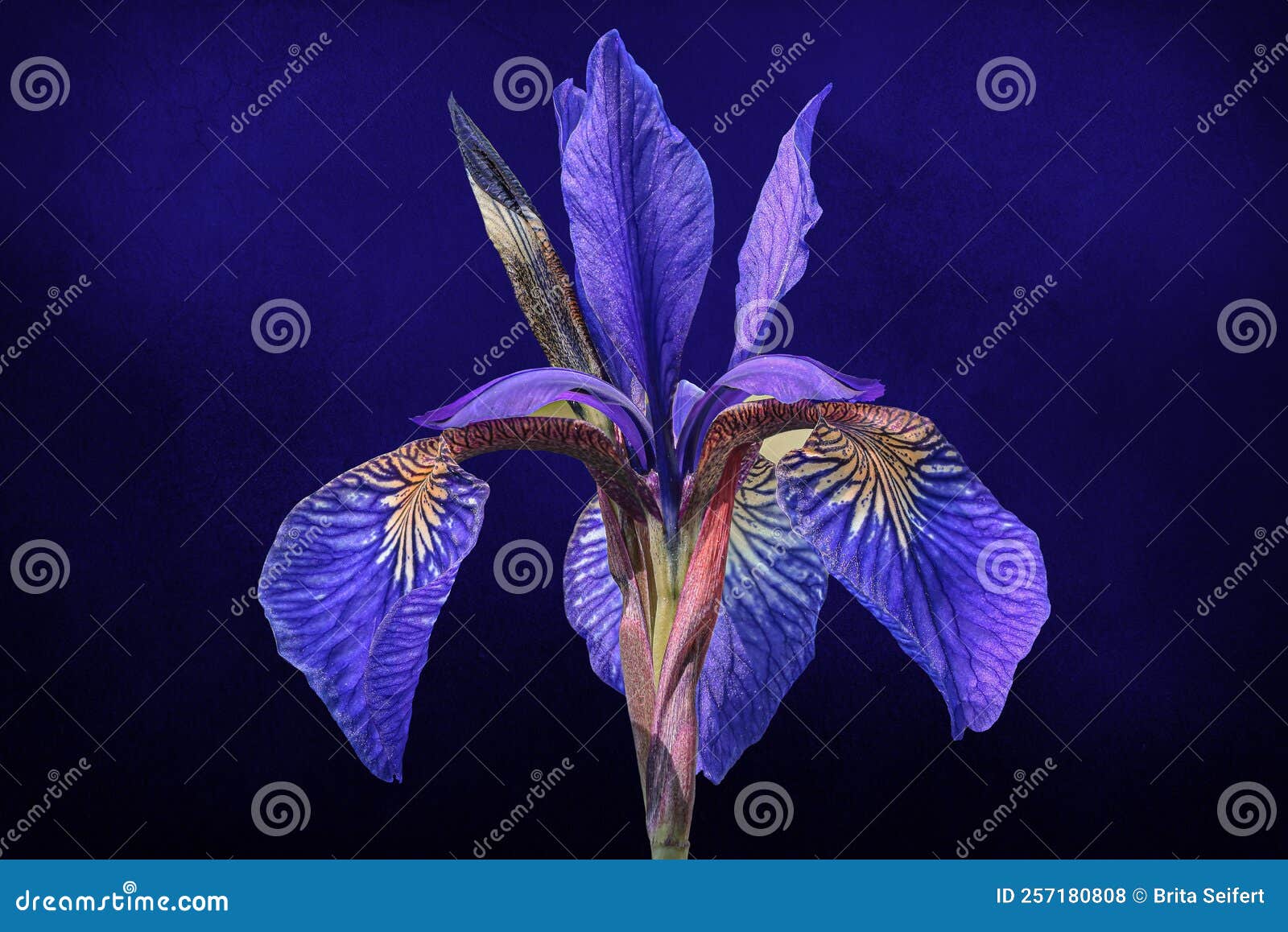 Bello Iris Iridaceae Iris Latifolia De Color Azul Foto de archivo ...