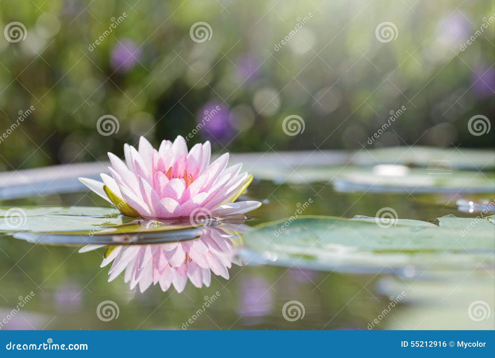 Bello Lotus Rosa, Ninfea Rosa Fotografia Stock - Immagine di ...