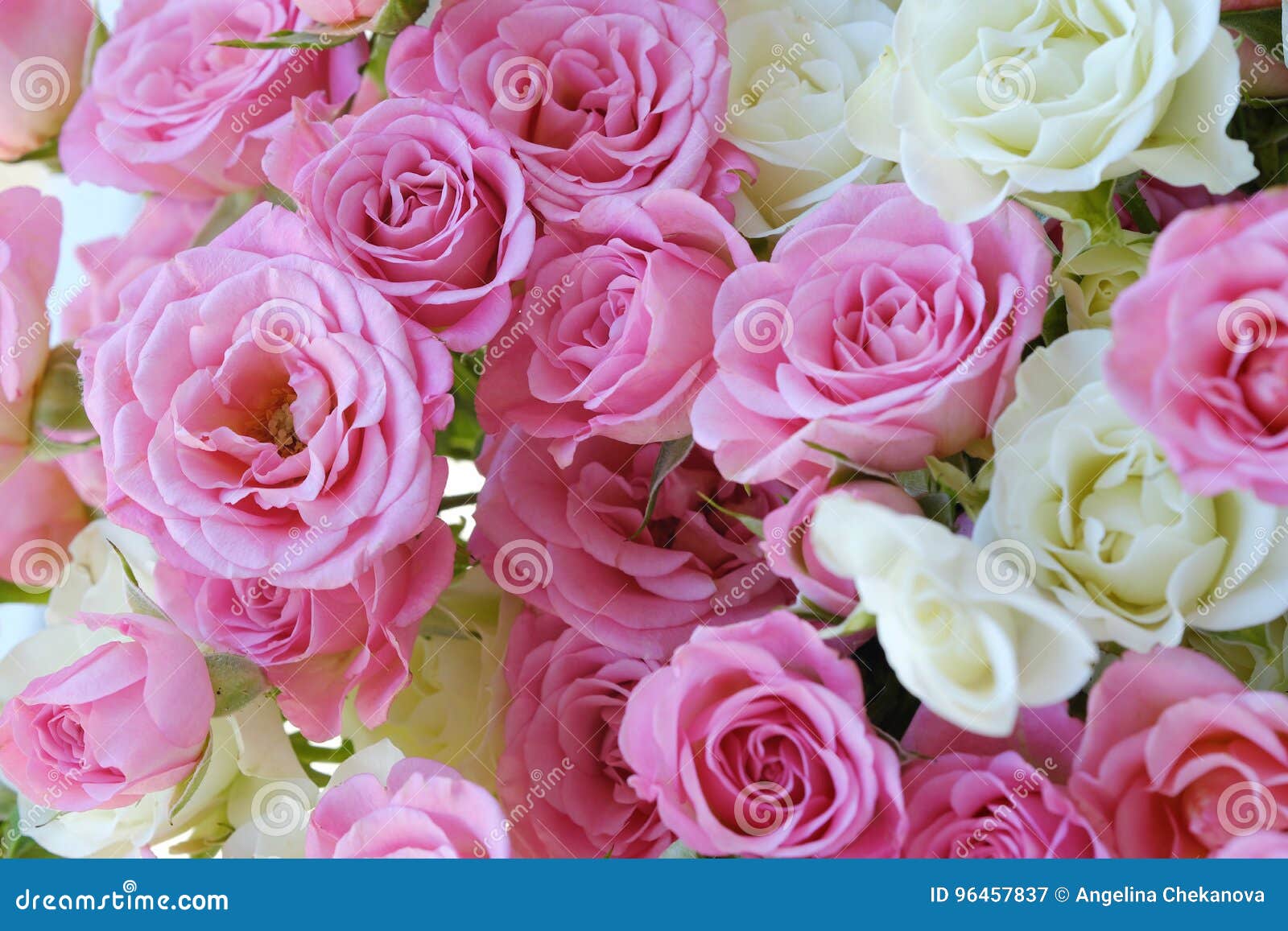 Bello Mazzo Delle Rose Bianche E Rosa Immagine Stock - Immagine di ...