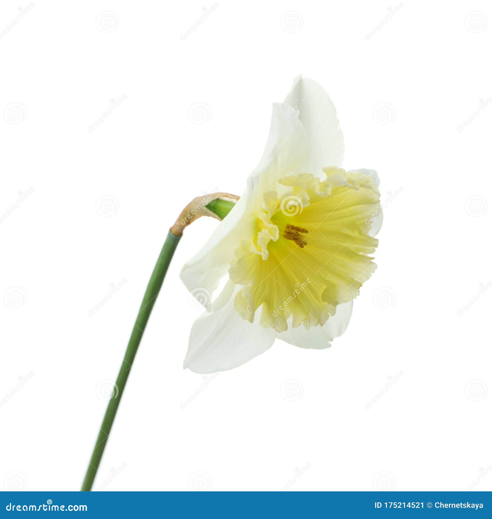 Bello Narciso Aislado En Blanco Cloup. Flor De Primavera Imagen de ...