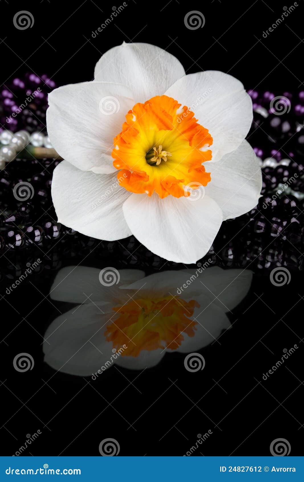 Bello Narciso Bianco Con I Branelli Sul Nero Fotografia Stock ...