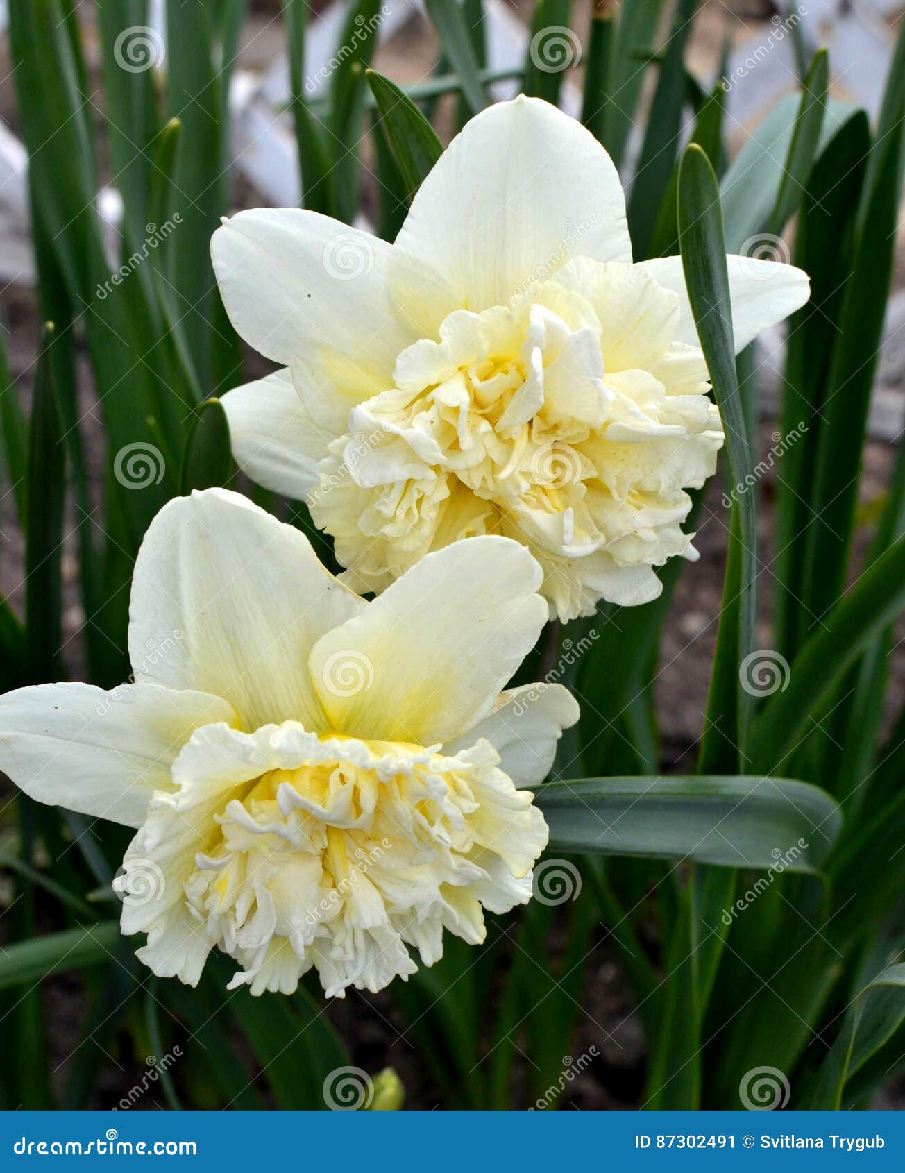 Bello Narciso Della Primavera Immagine Stock - Immagine di fiori ...