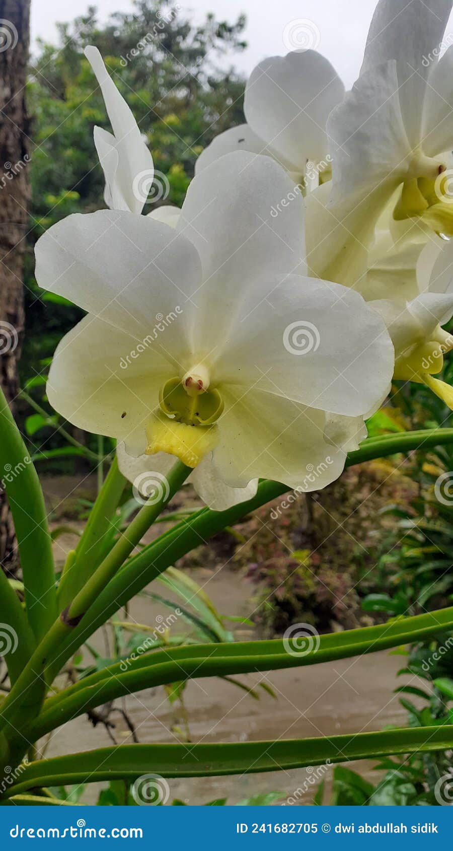 Bello Panda Anggrek Blanco Y Amarillo Imagen de archivo - Imagen de ...
