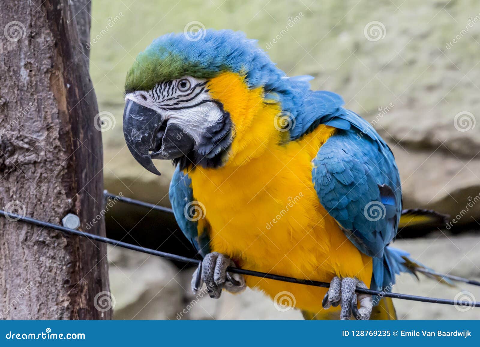 Bello Pappagallo Blu E Giallo Su Un Cavo Immagine Stock - Immagine di ...