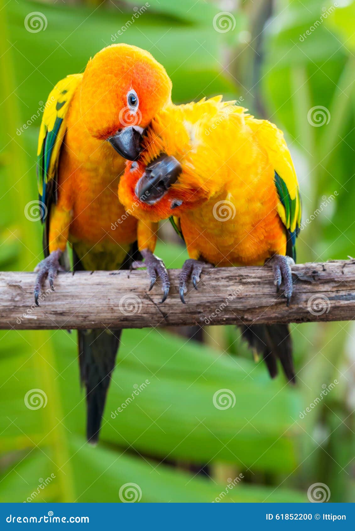 Bello Pappagallo, Conuro Del Sole Fotografia Stock - Immagine di ...