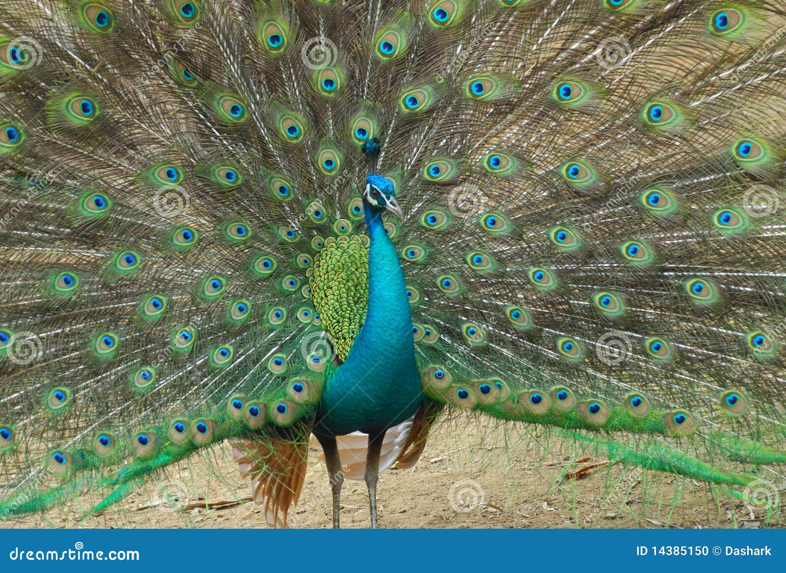 Bello pavone fotografia stock. Immagine di brillante - 14385150