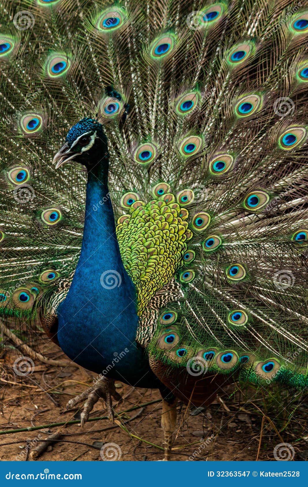 Bello pavone verde immagine stock. Immagine di bellezza - 32363547