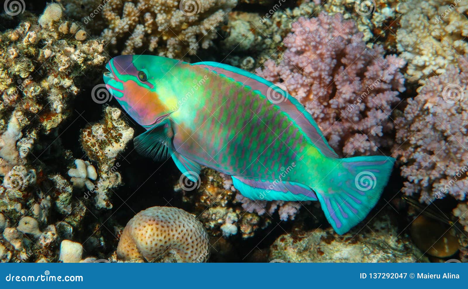 Bello pesce pappagallo immagine stock. Immagine di marino - 137292047