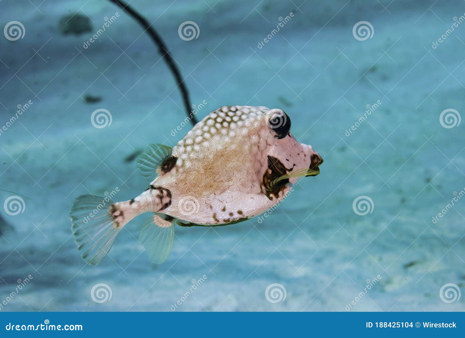 Bello Pez Tronco Buscando Comida Foto de archivo - Imagen de pescados ...
