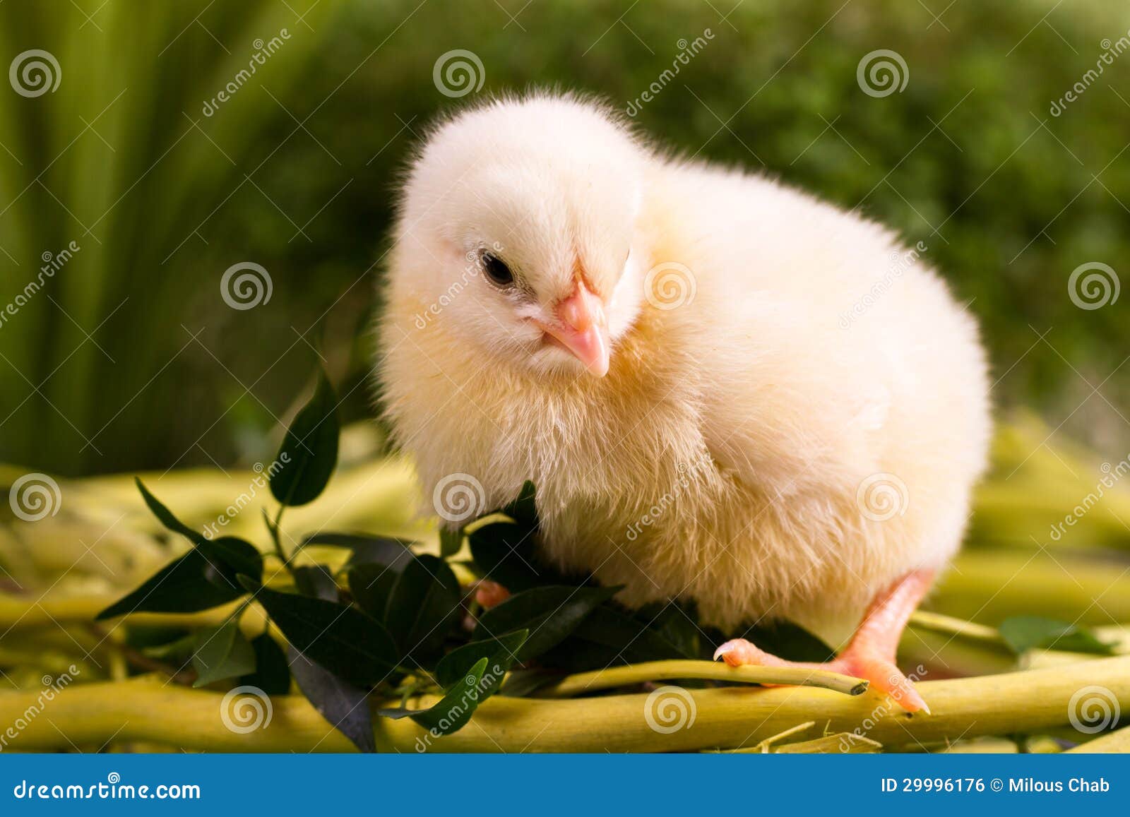 Bello piccolo pollo fotografia stock. Immagine di piante - 29996176