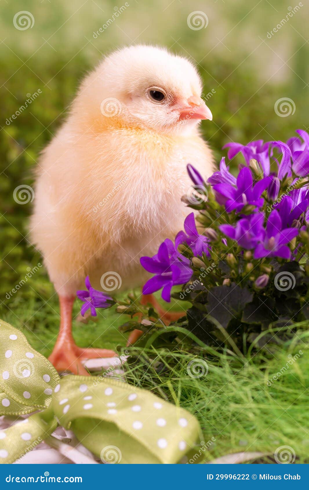 Bello piccolo pollo fotografia stock. Immagine di creatura - 29996222