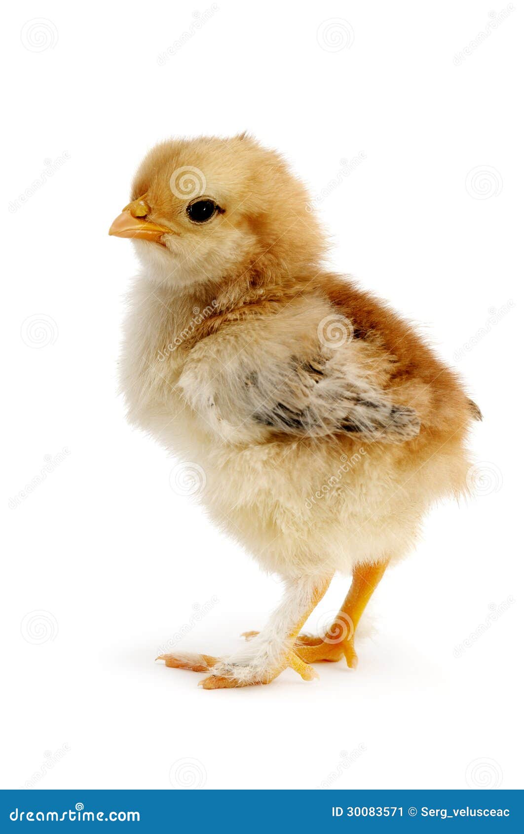 Bello pollo immagine stock. Immagine di bambino, testa - 30083571