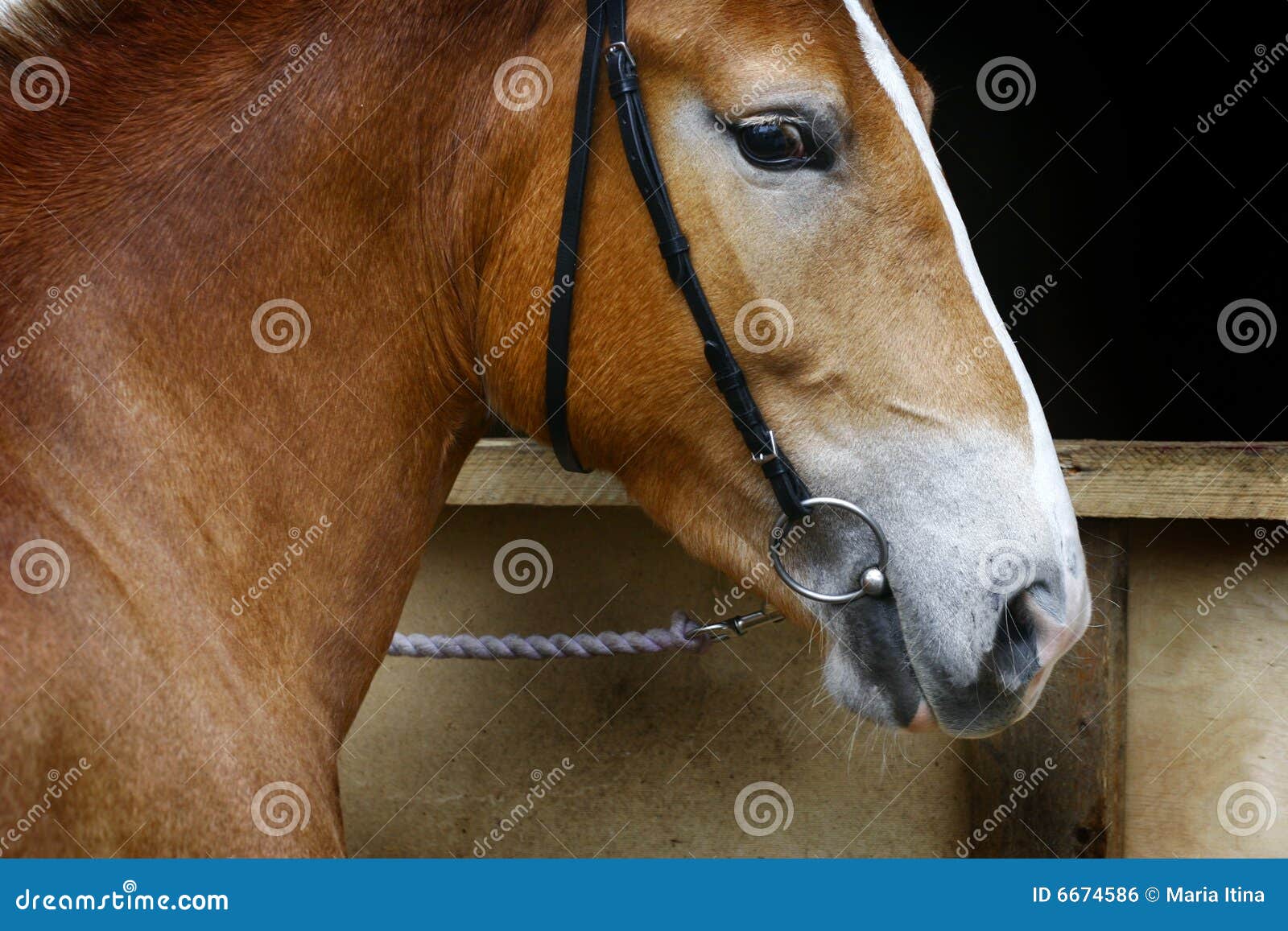 Bello Primo Piano Della Testa Di Cavallo Fotografia Stock - Immagine di ...