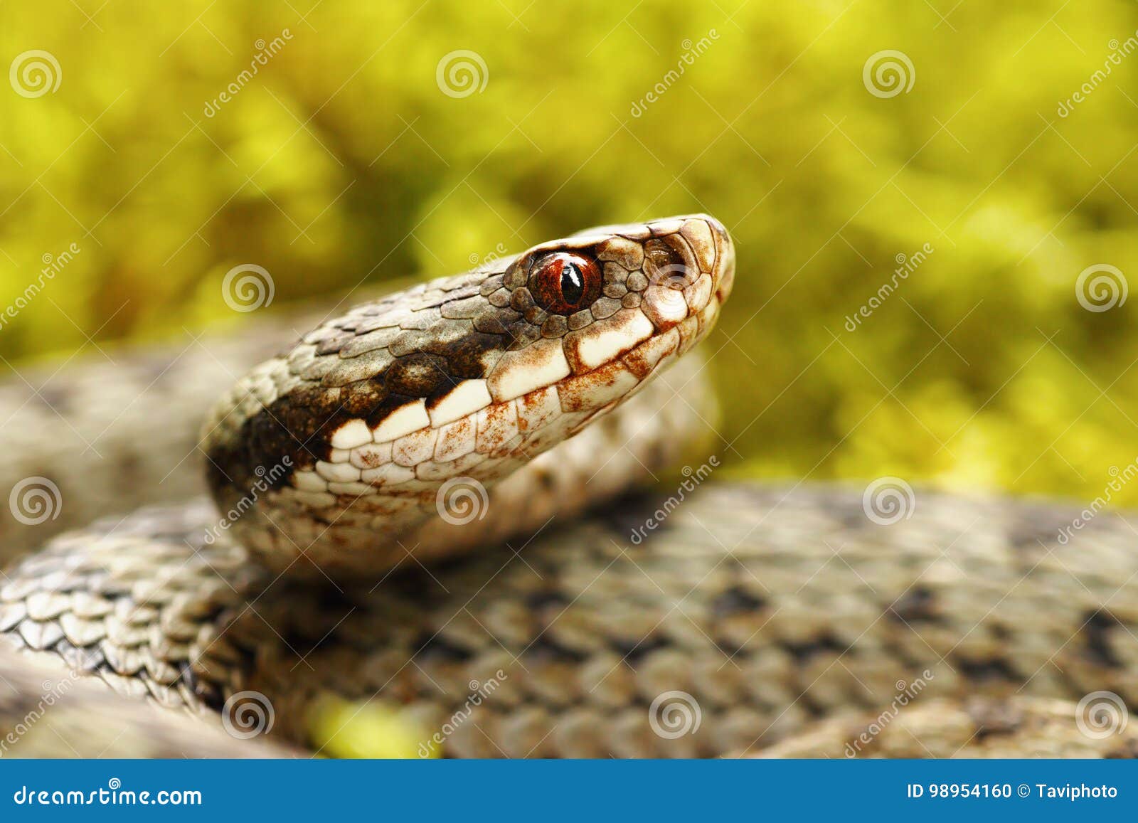 Bello Ritratto Della Vipera Europea Comune Fotografia Stock - Immagine ...