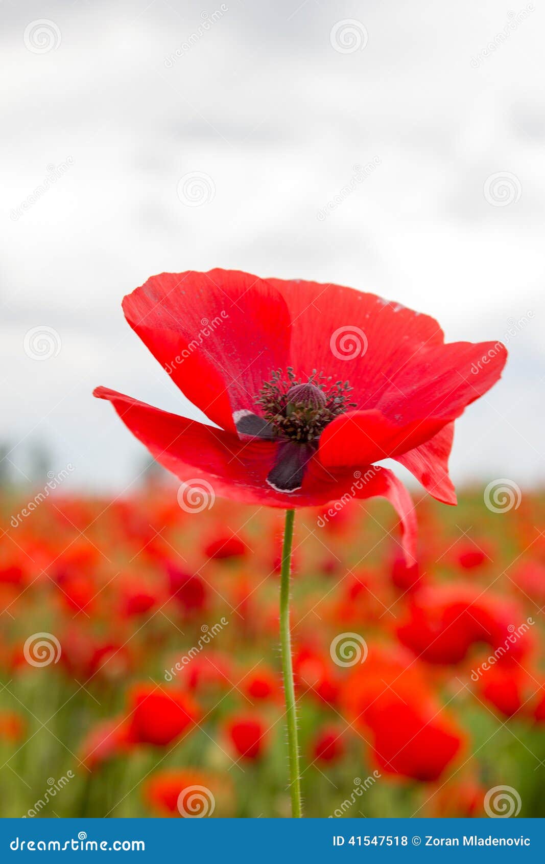 Bello Singolo Fiore Rosso in Fiore Fotografia Stock - Immagine di campo ...