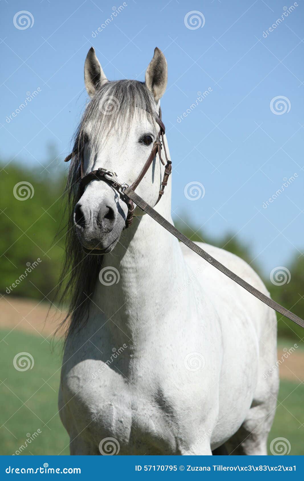 Bello Stallone Andaluso in Primavera Immagine Stock - Immagine di ...