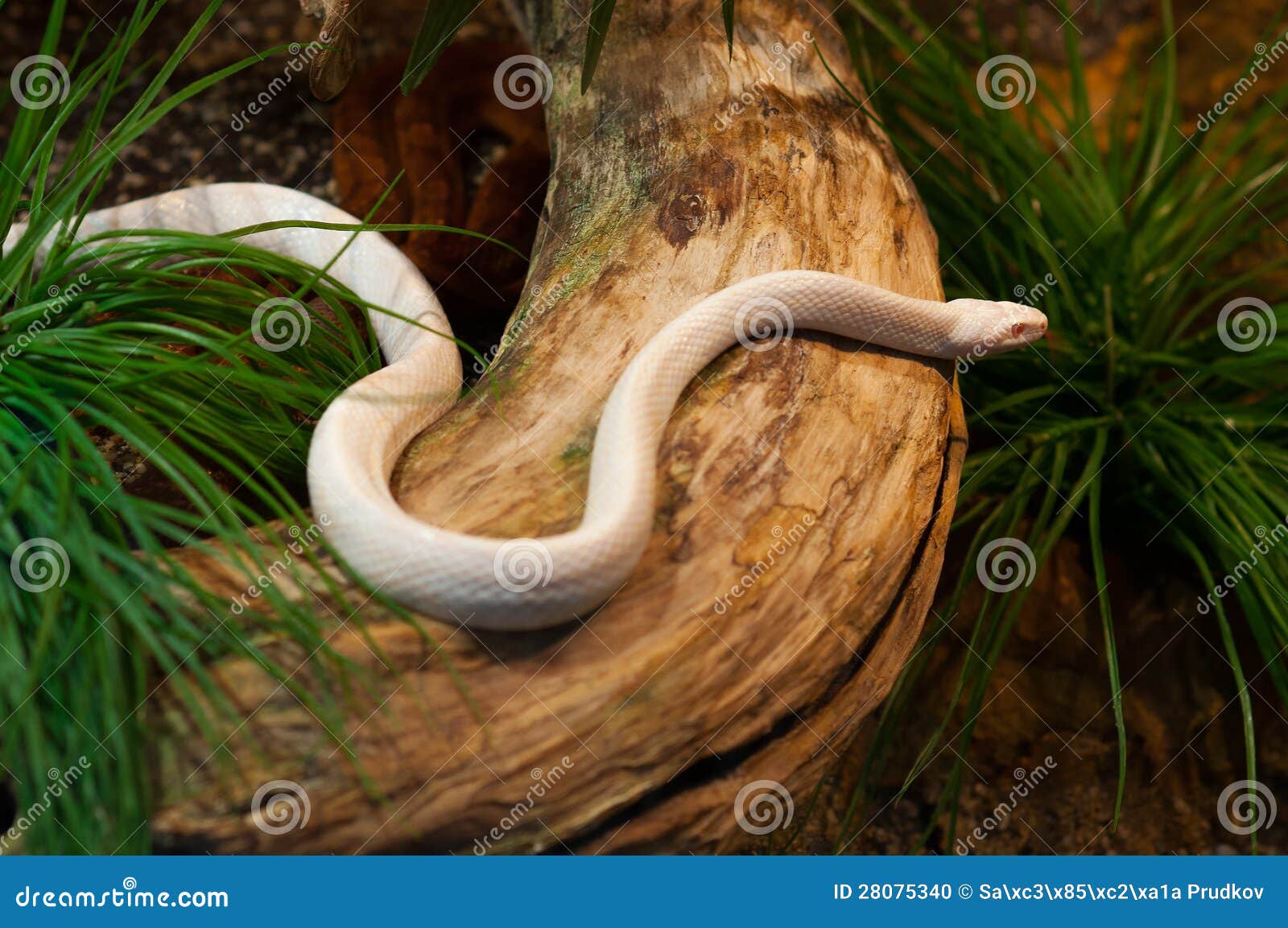 Bello Strisciare Del Serpente Dell'albino Fotografia Stock - Immagine ...