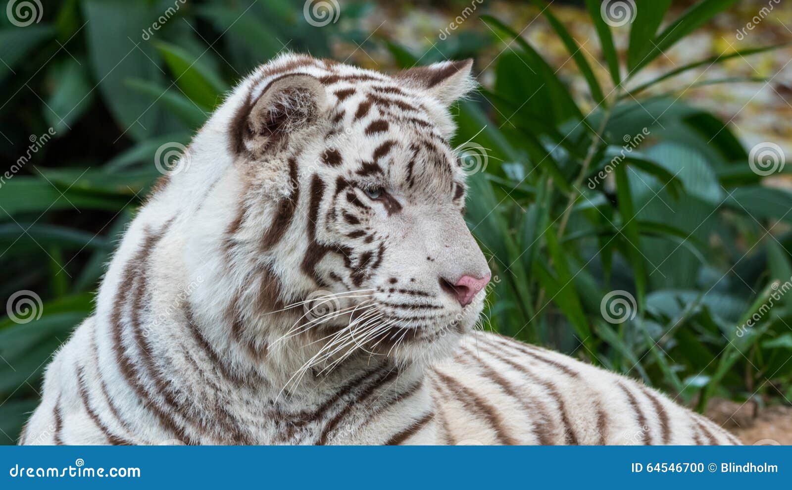 Bello Tiger Lying Down Portrait Bianco 4 Fotografia Stock - Immagine di ...