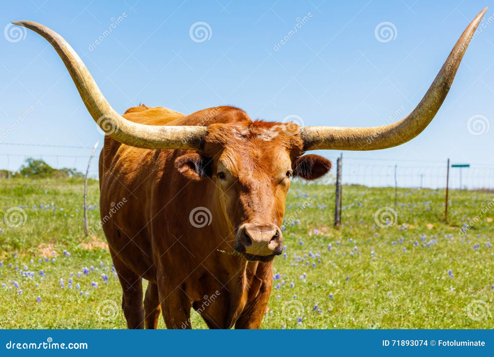 Bello Toro Della Mucca Texana Fotografia Stock - Immagine di podere ...