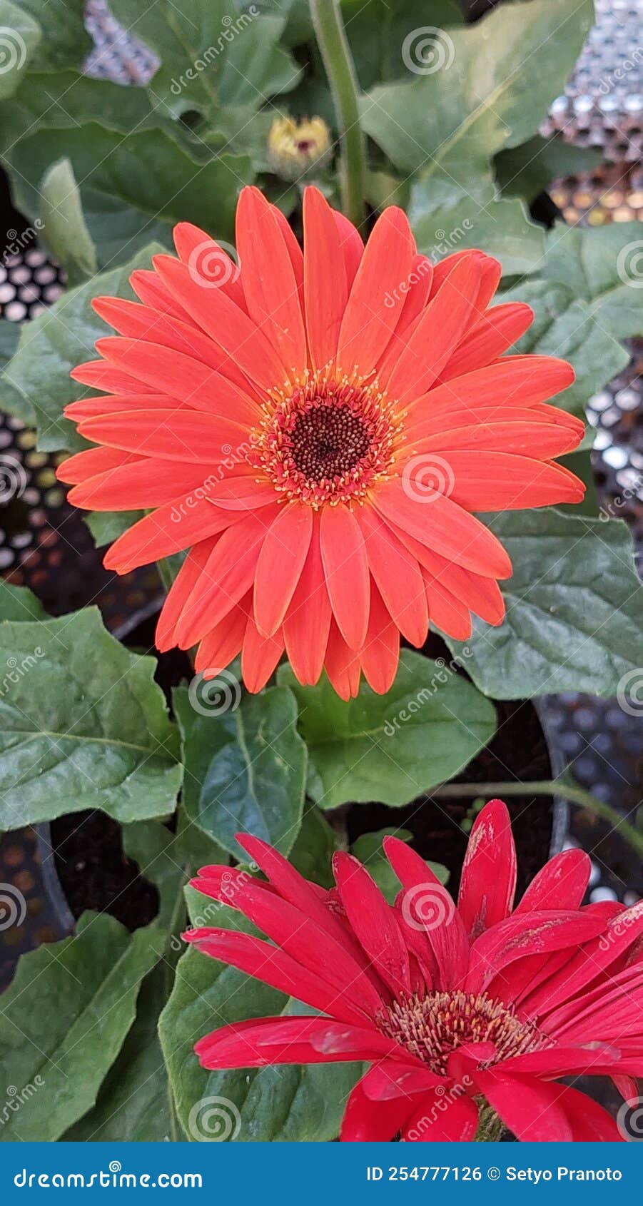 Bellos Crisantemas De Varios Colores Y Tipos Foto de archivo - Imagen ...