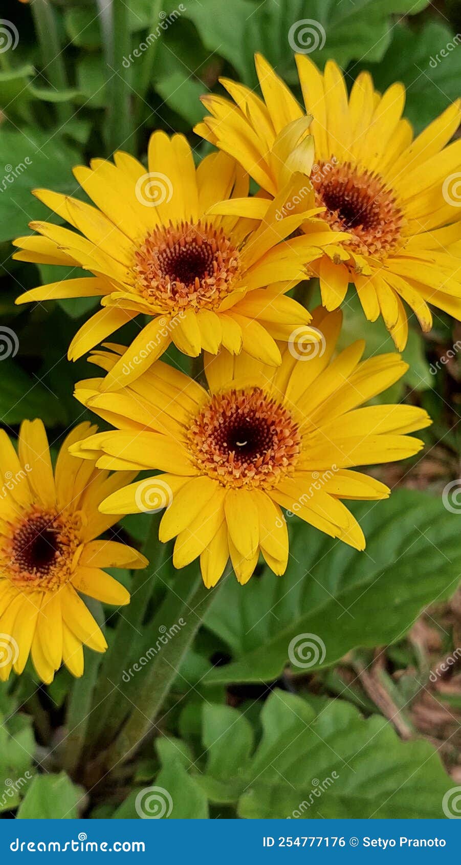 Bellos Crisantemas De Varios Colores Y Tipos Foto de archivo - Imagen ...