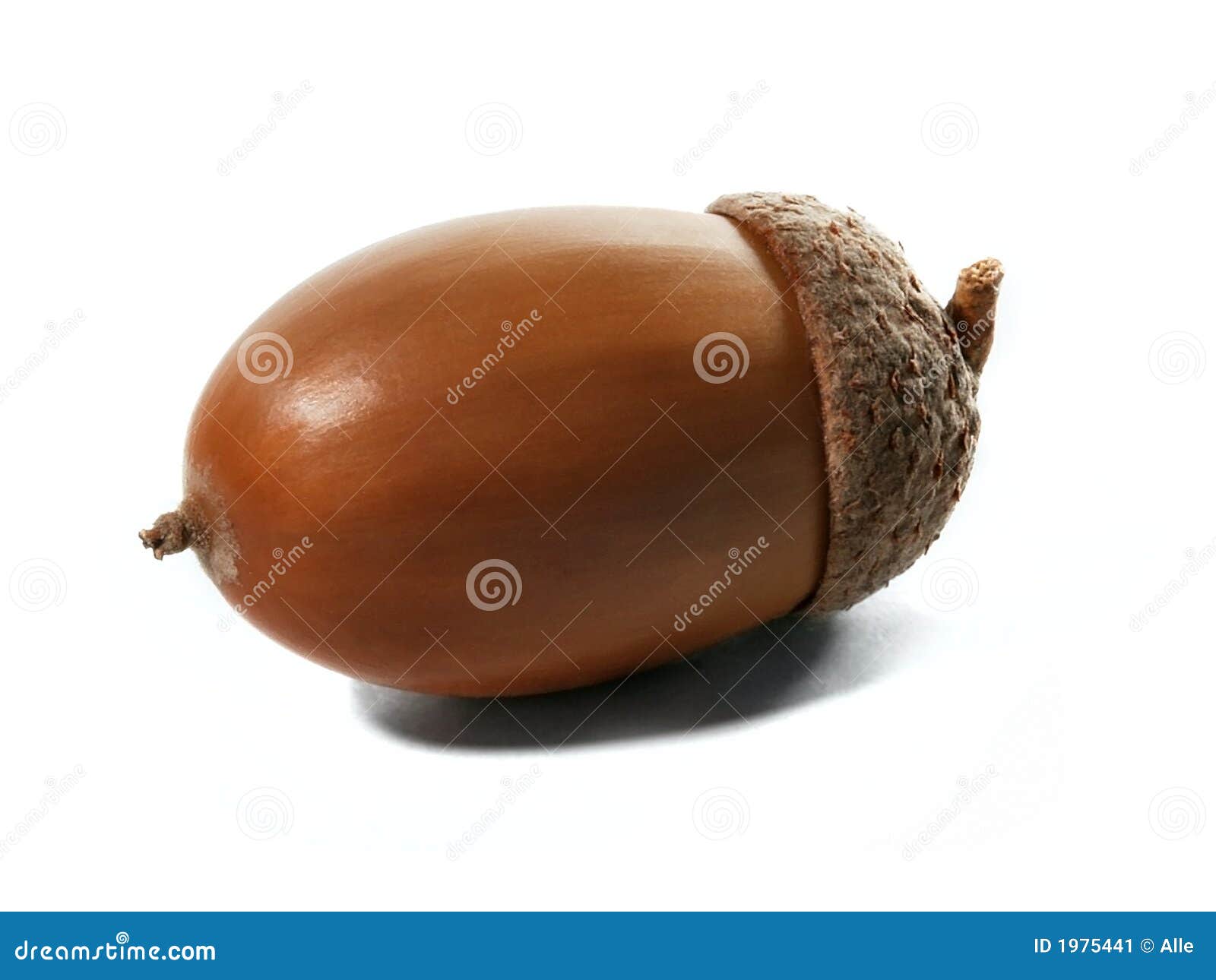 Bellota imagen de archivo. Imagen de bellota, casquillo - 1975441