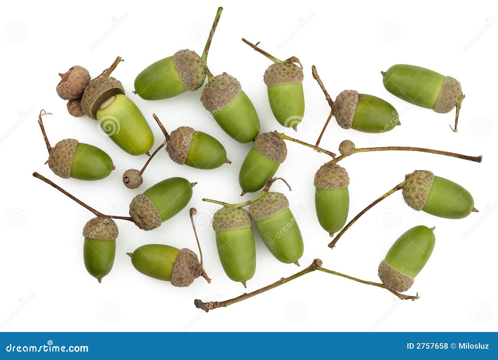 Bellota foto de archivo. Imagen de alimento, roble, bellota - 2757658