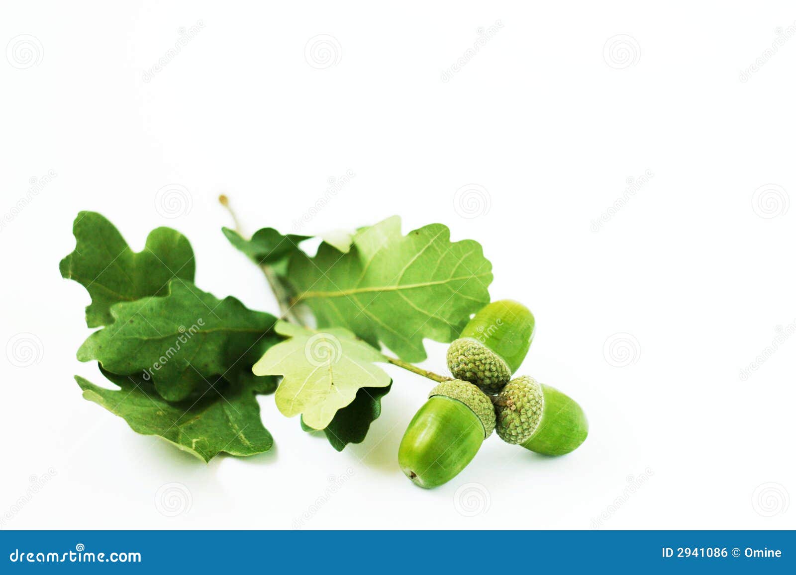 Bellota foto de archivo. Imagen de maderas, primer, hojas - 2941086