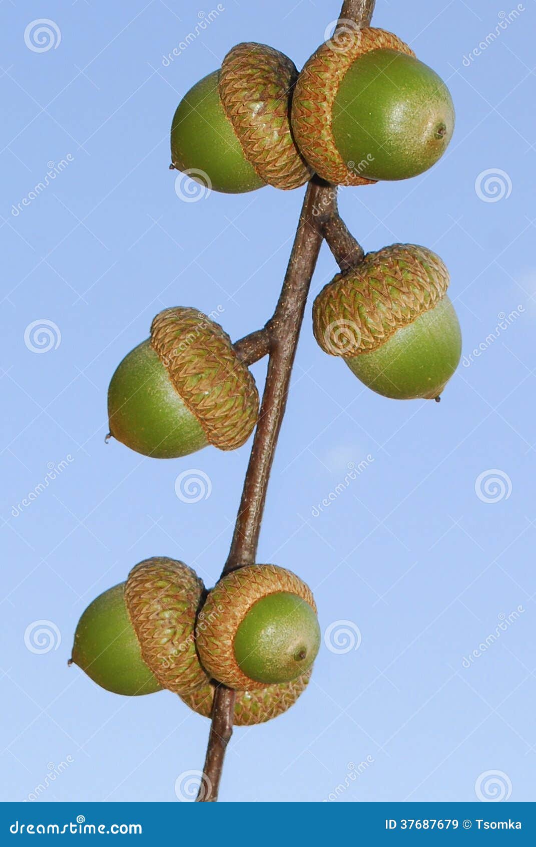 Bellota imagen de archivo. Imagen de localizaciones, caminos - 37687679