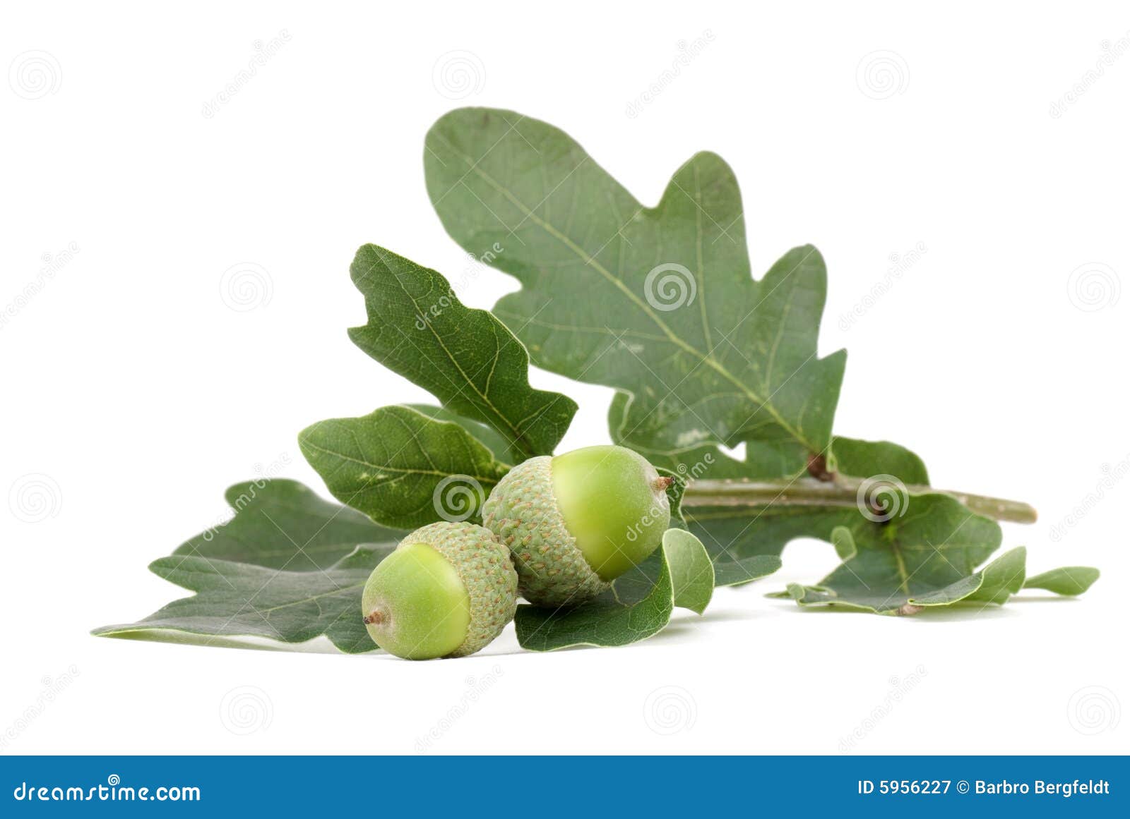 Bellota imagen de archivo. Imagen de fondo, roble, bellota - 5956227