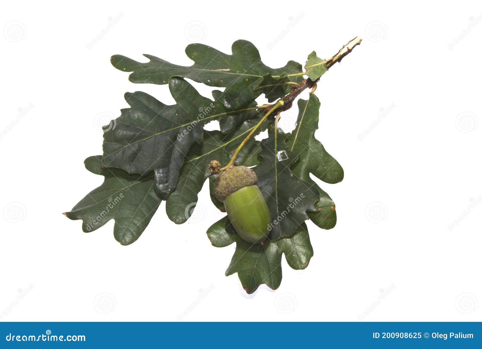 Bellota Aislada Sobre Fondo Blanco Imagen de archivo - Imagen de verde ...