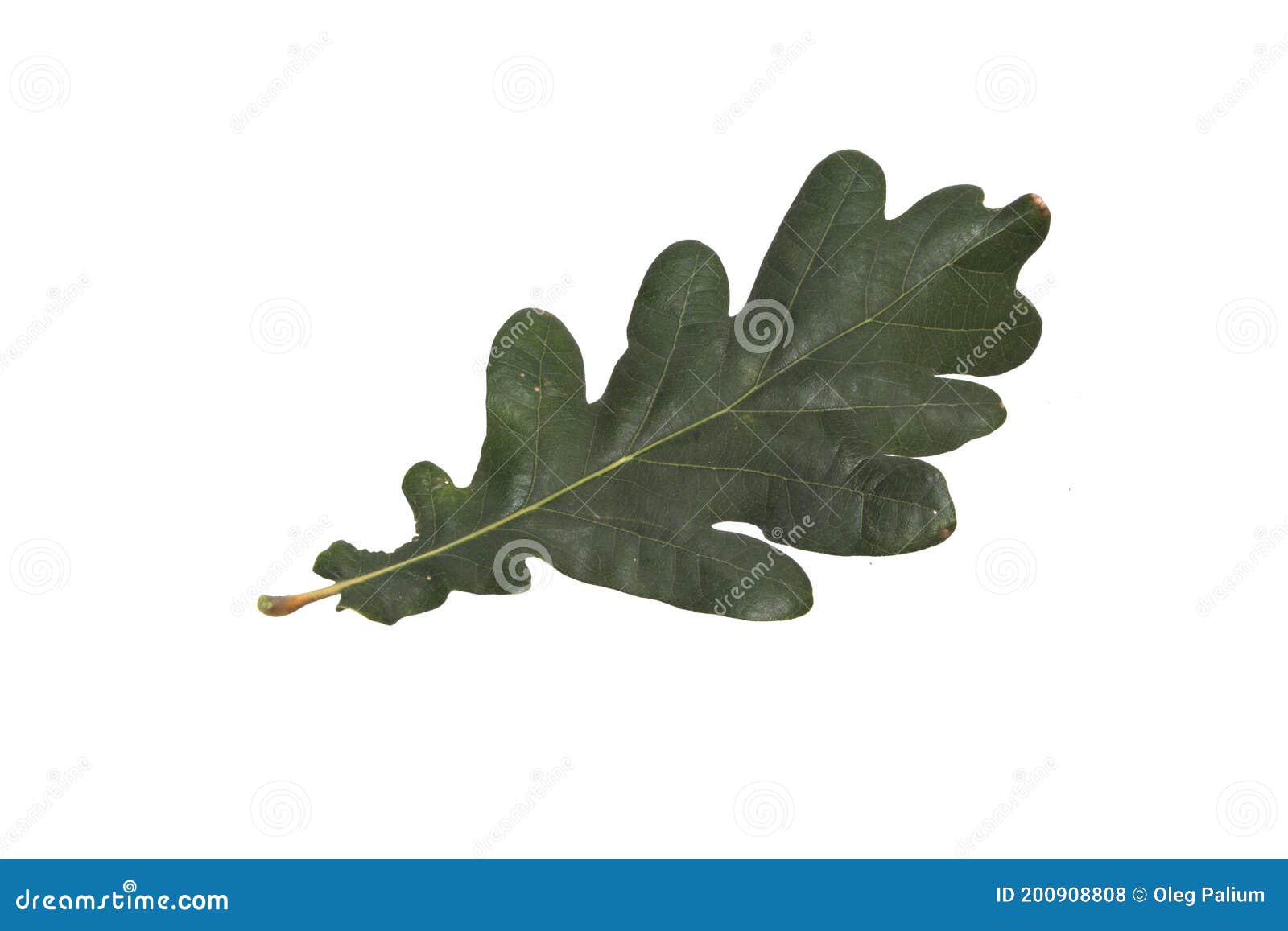 Bellota Aislada Sobre Fondo Blanco Foto de archivo - Imagen de bellotas ...