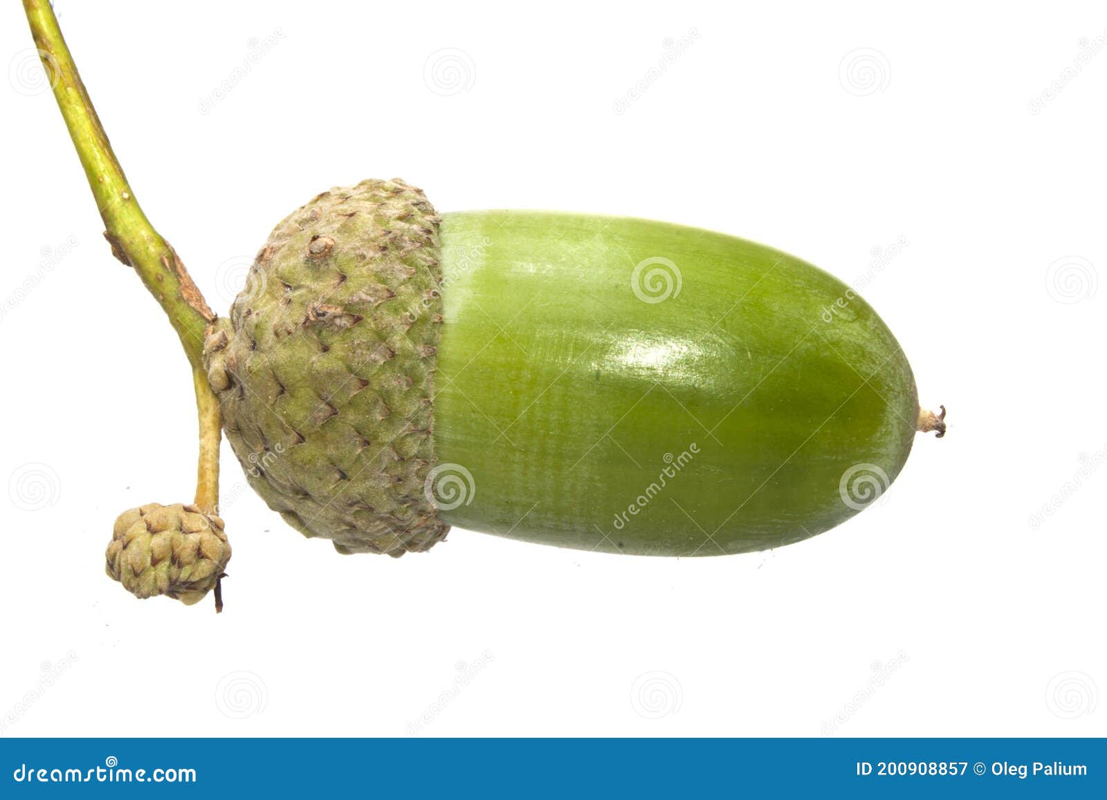 Bellota Aislada Sobre Fondo Blanco Imagen de archivo - Imagen de objeto ...