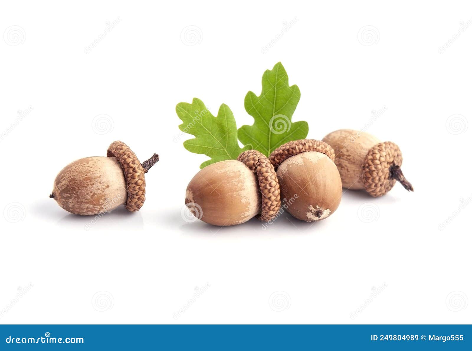 Bellota con hojas imagen de archivo. Imagen de travieso - 249804989