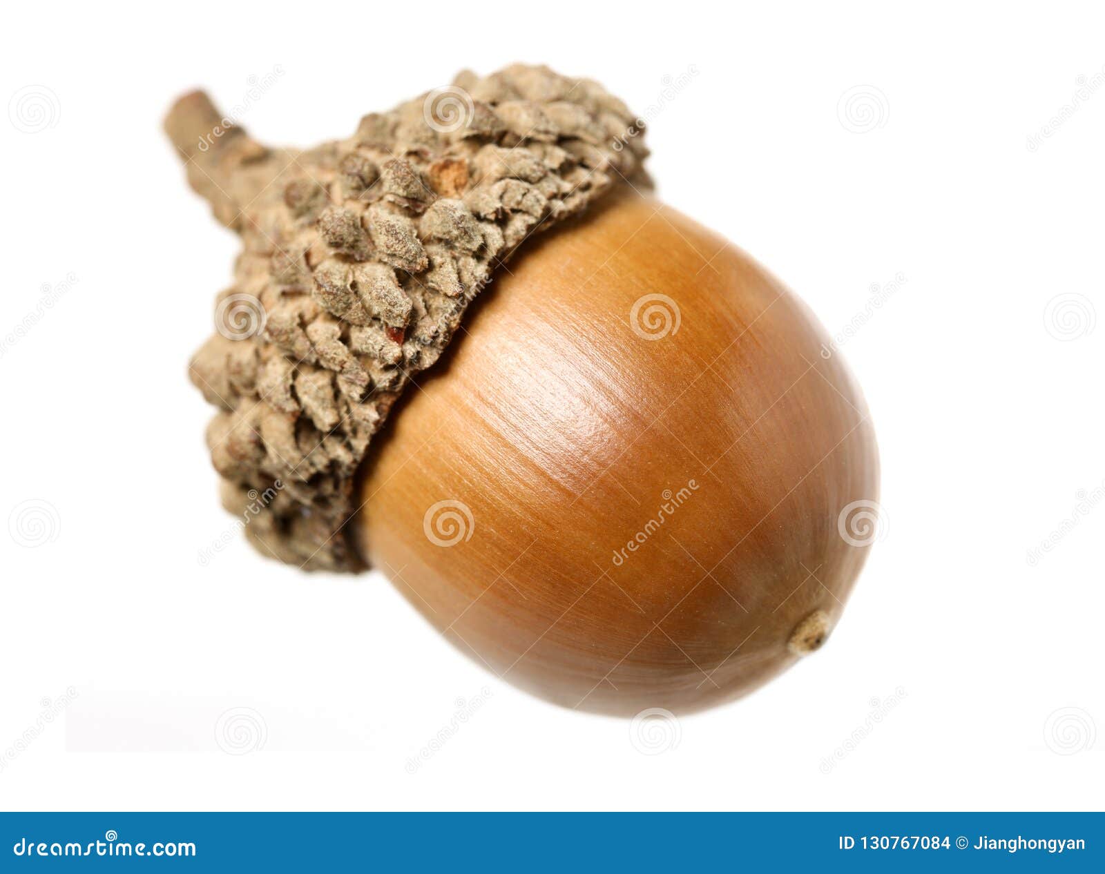 Bellota del roble rojo foto de archivo. Imagen de bellota - 130767084