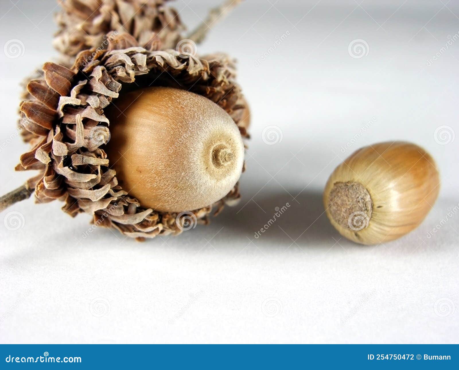 Bellota Fruto De La Nuez Del Quercus De Roble Foto de archivo - Imagen ...