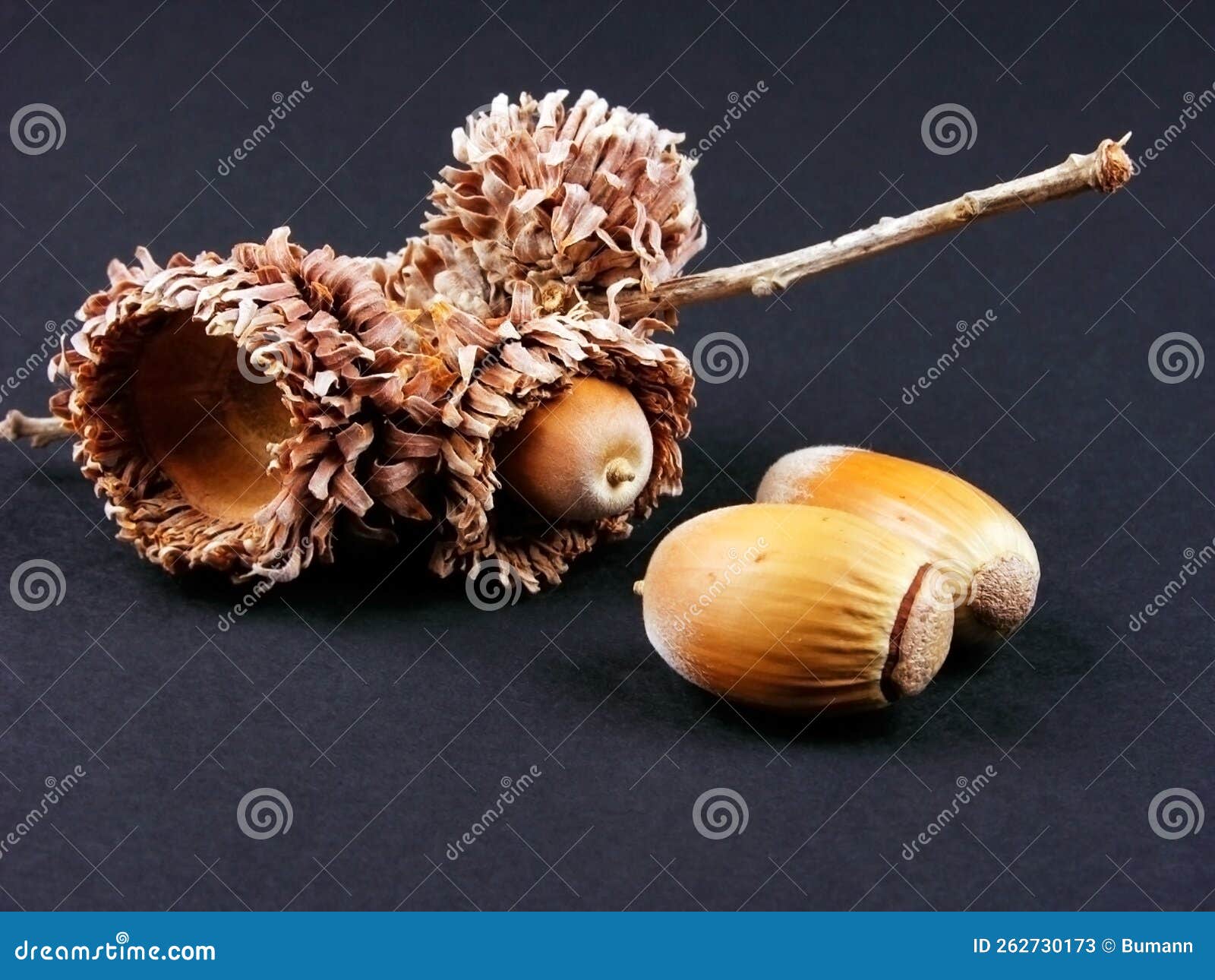 Bellota Fruto De La Nuez Del Quercus De Roble Imagen de archivo ...