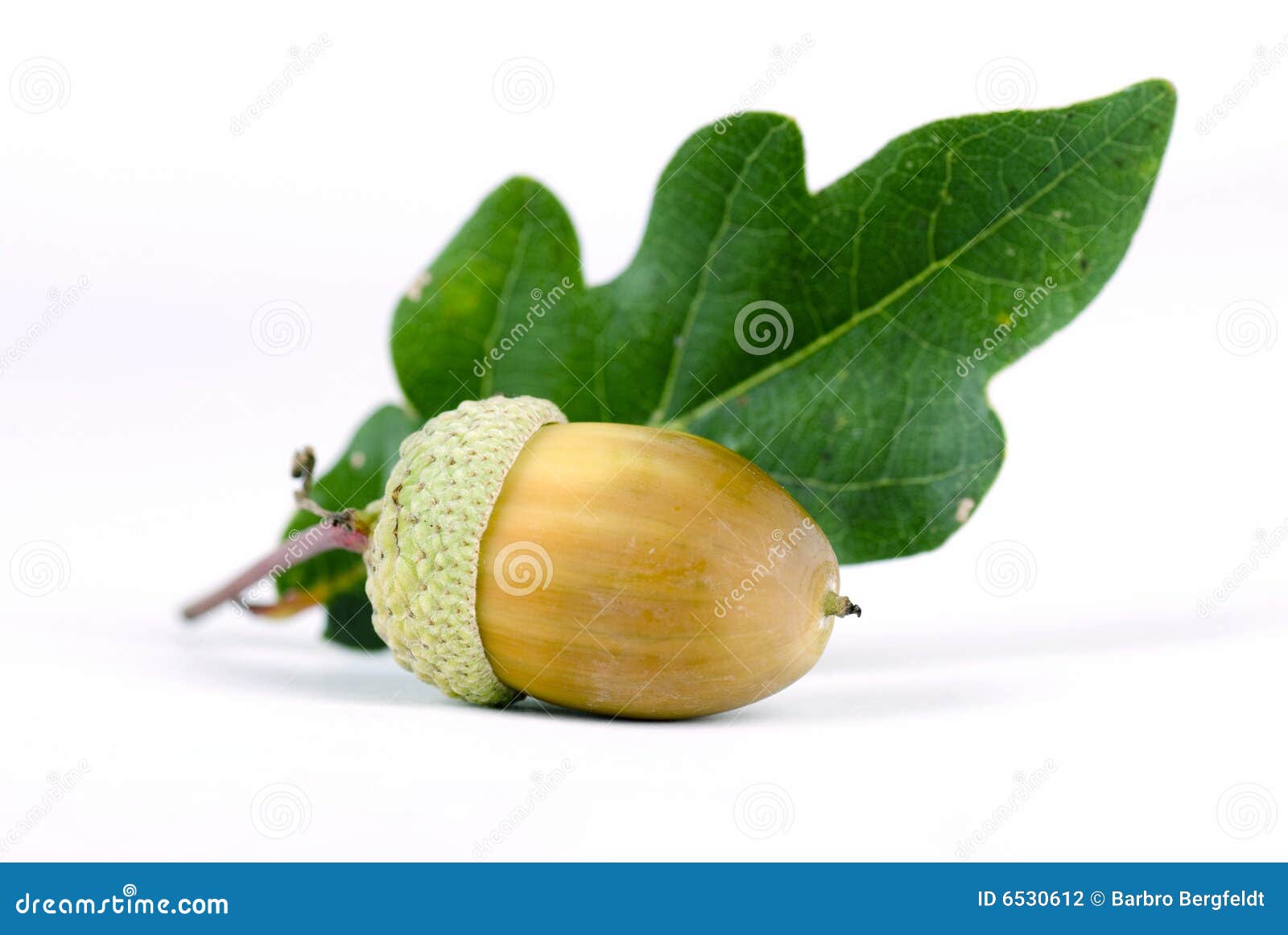 Bellota II foto de archivo. Imagen de fondo, bellota, hoja - 6530612