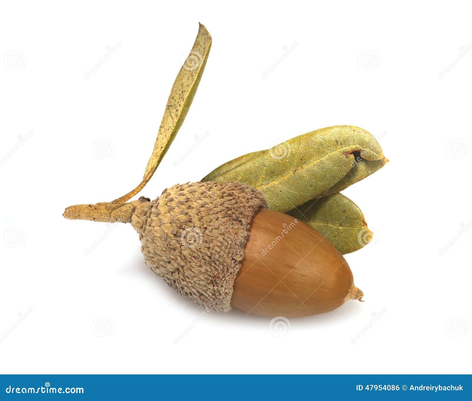 Bellota Macra En El Fondo Blanco Foto de archivo - Imagen de bosque ...