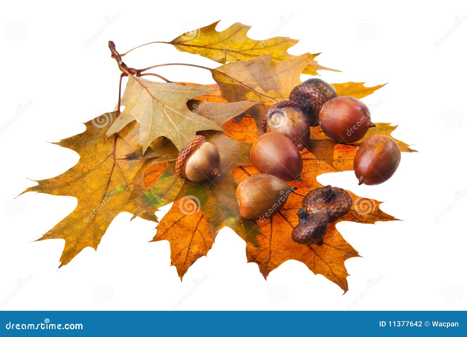 Bellotas foto de archivo. Imagen de bellota, alimento - 11377642