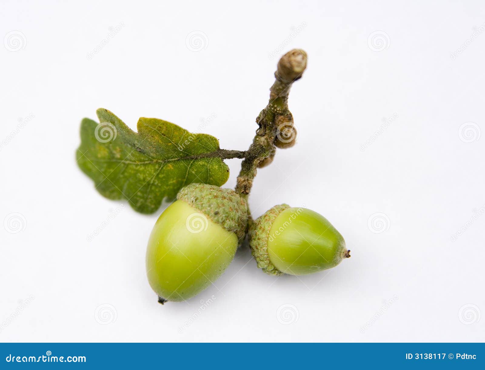 Bellotas De Un árbol De Roble Imagen de archivo - Imagen de ramita ...