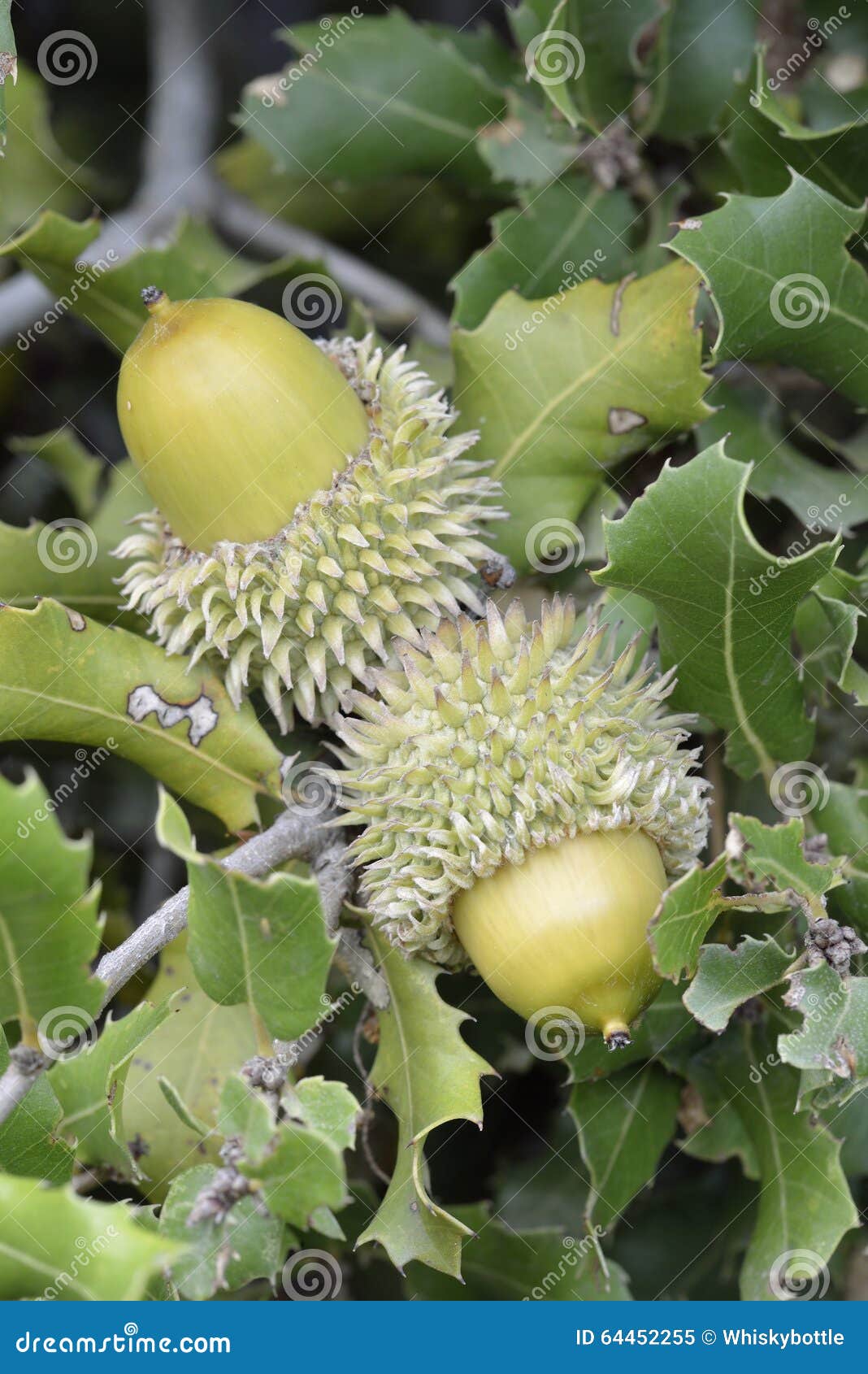 Bellotas Del Roble De Kermes Ilices Imagen de archivo - Imagen de ...
