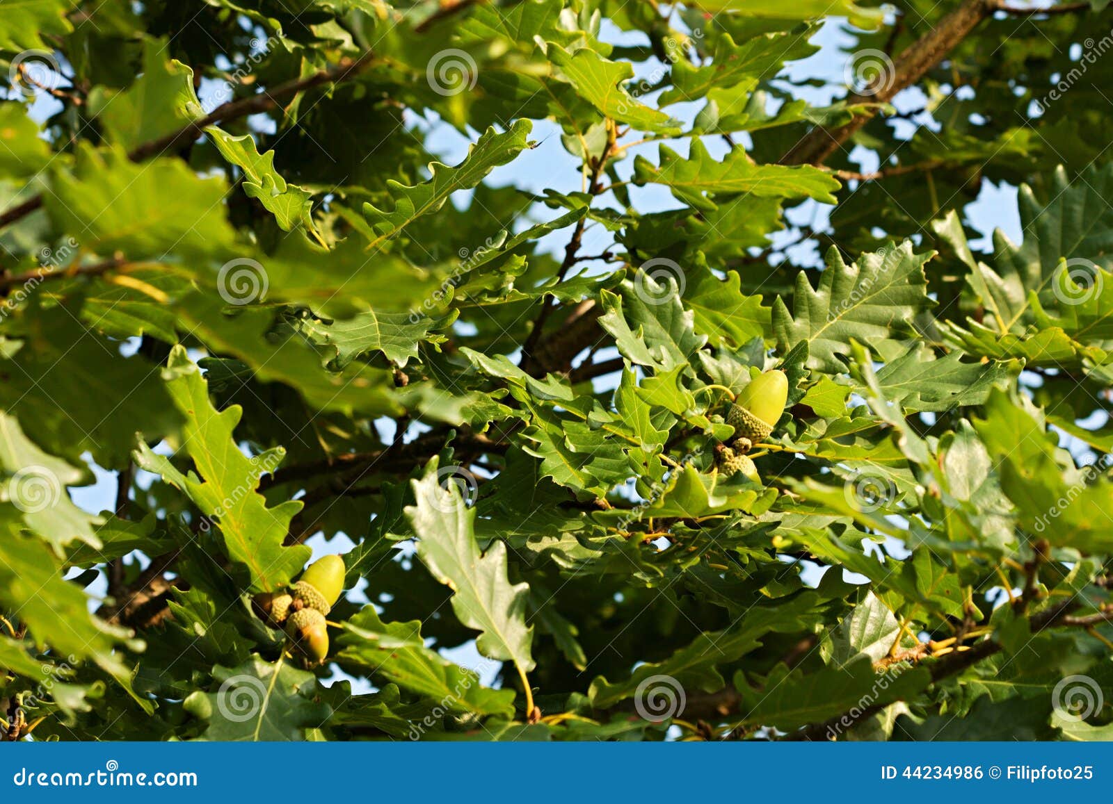 Bellotas en árbol foto de archivo. Imagen de plantas - 44234986