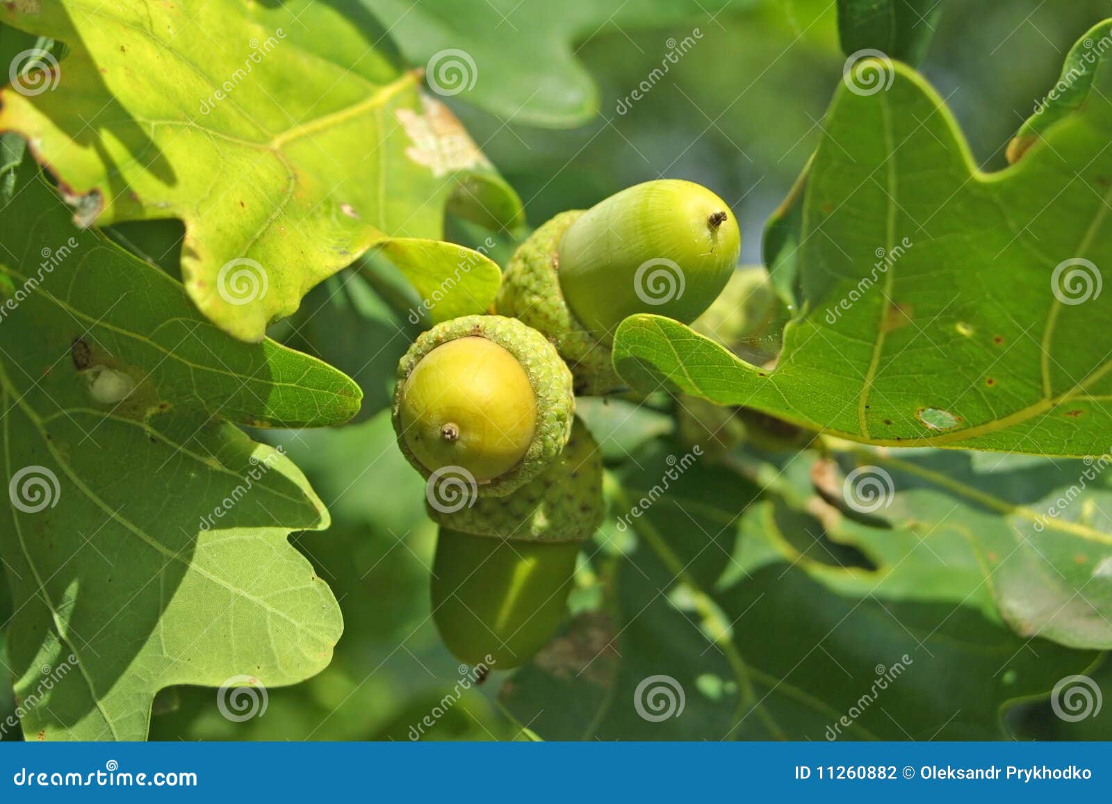 Bellotas en el roble-árbol foto de archivo. Imagen de detalle - 11260882
