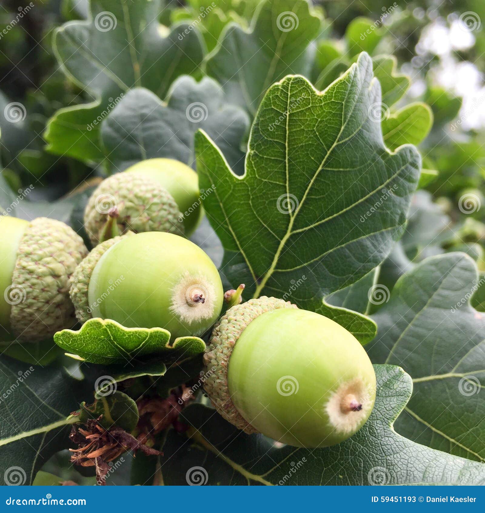 Bellotas en el roble imagen de archivo. Imagen de industria - 59451193