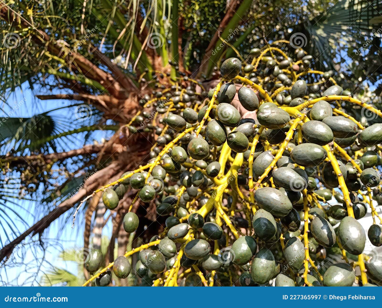 Bellow the Kurma Tree with Blue Sky Stock Image - Image of tree, kurma ...