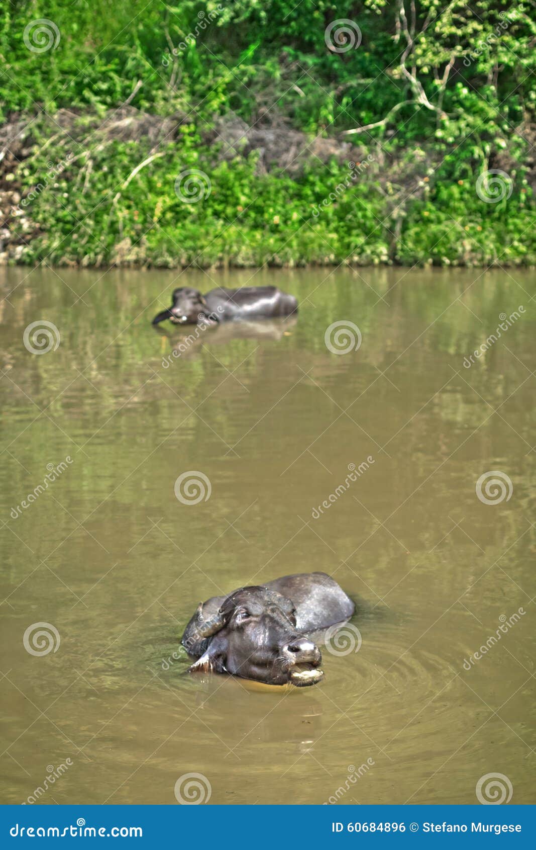 Bellowing buffalo stock photo. Image of bellows, jungle - 60684896