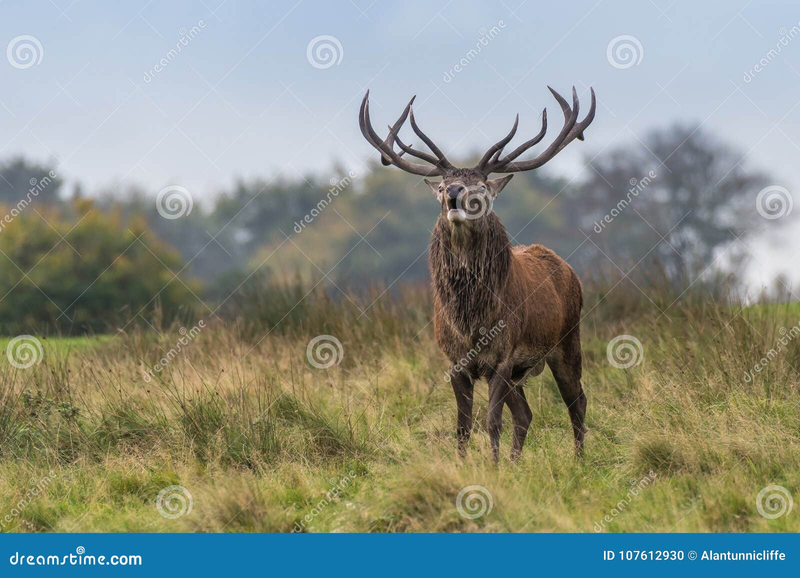A bellowing red deer stag stock photo. Image of call - 107612930