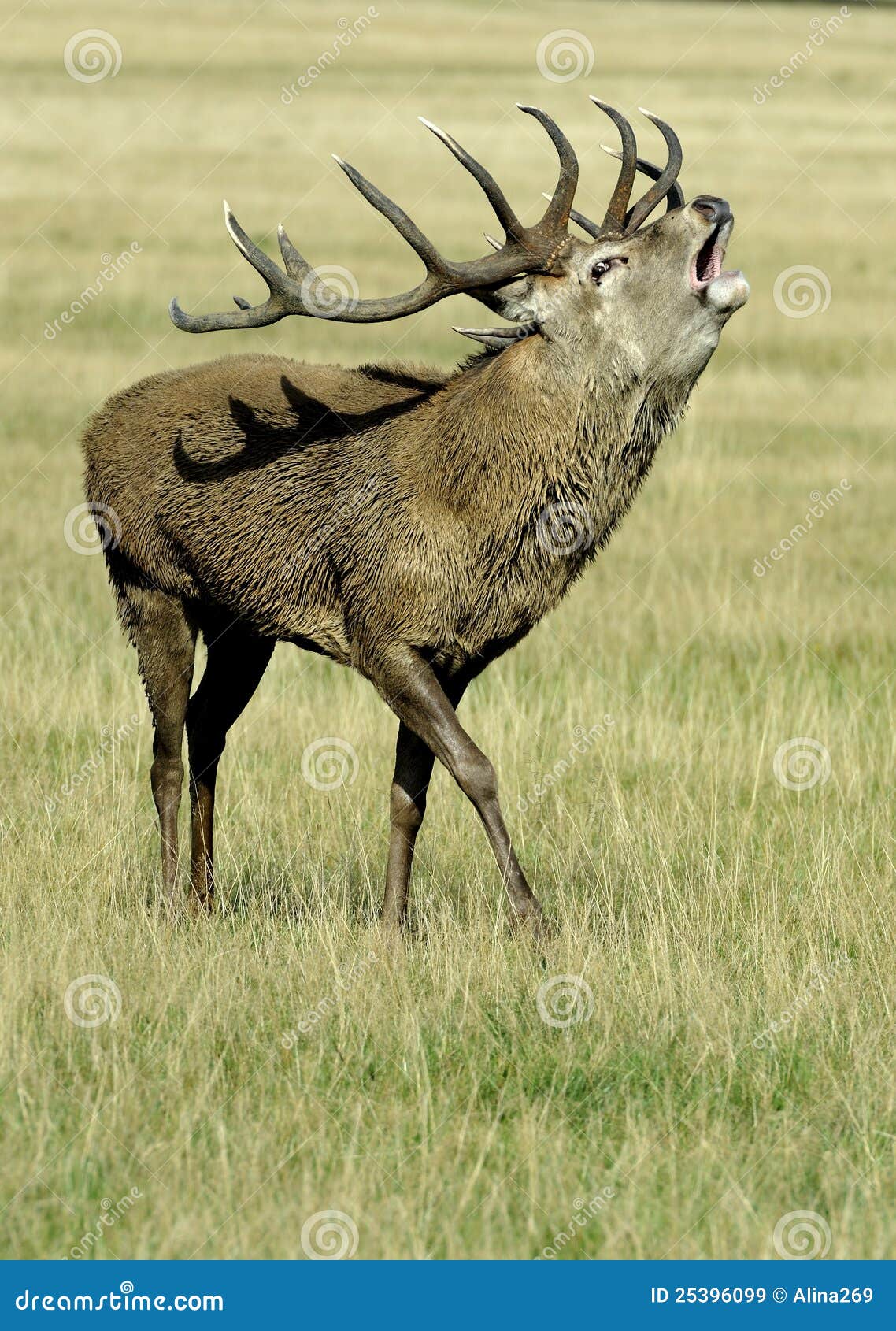 Bellowing Stag stock image. Image of richmond, calling - 25396099
