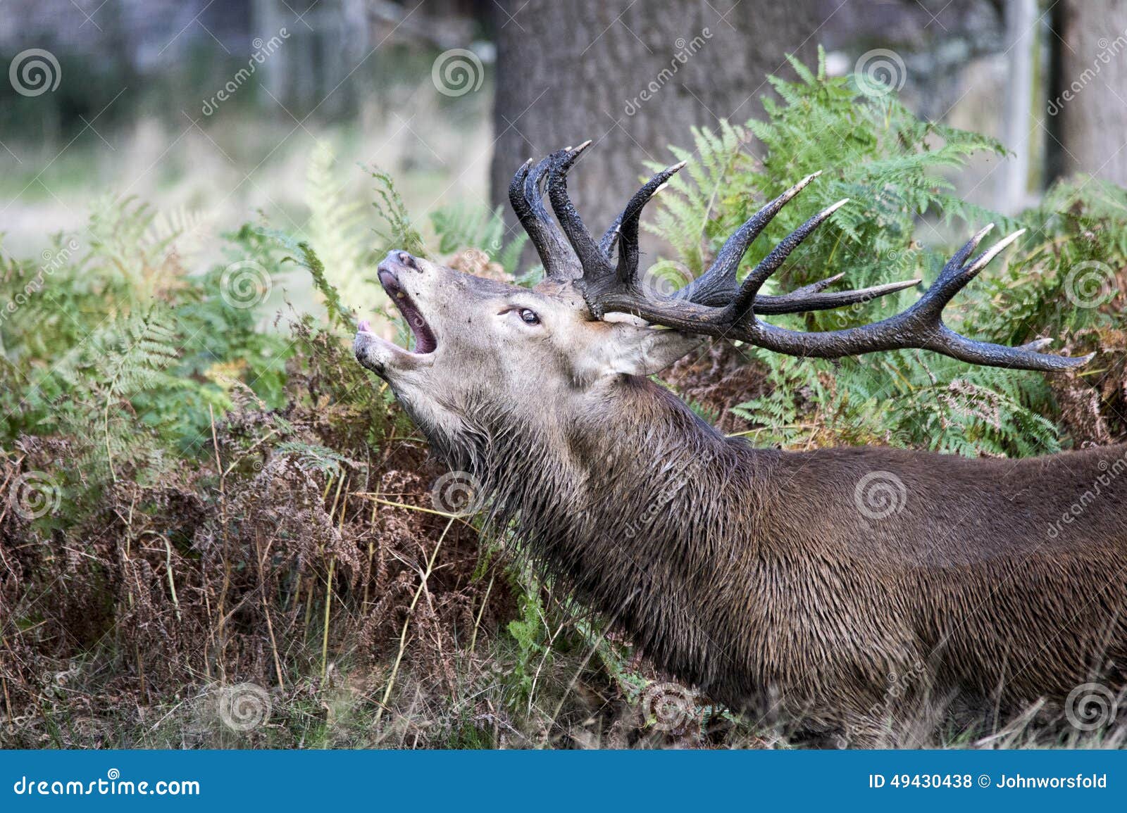 Bellowing Stag stock photo. Image of venison, green, brown - 49430438